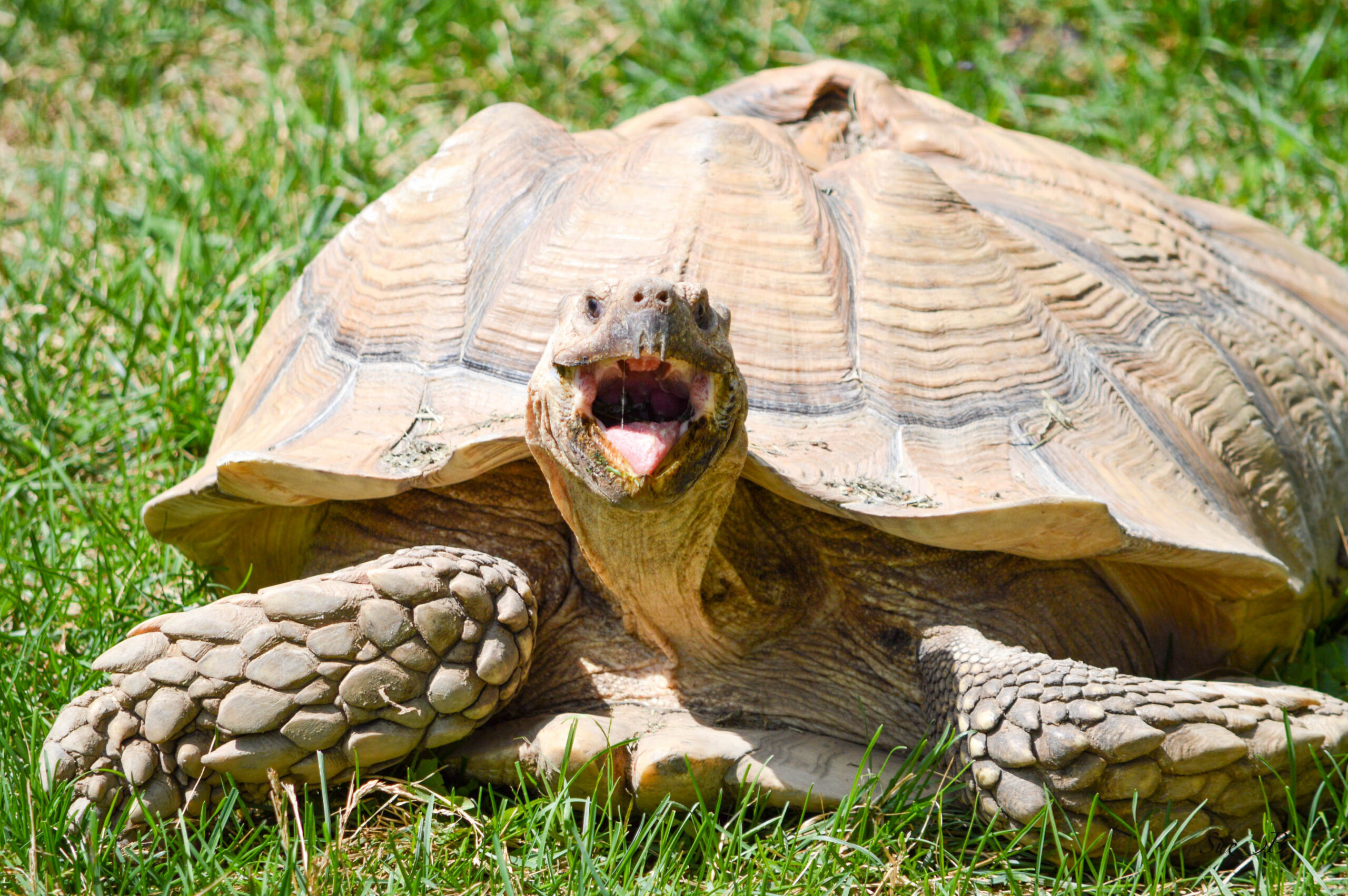 Be a turtle. - 5G Power Skills